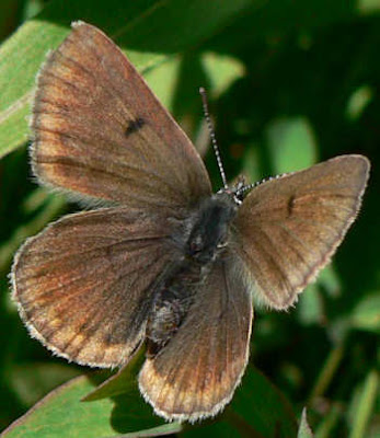 Butterflys: Greenish Blue Butterfly