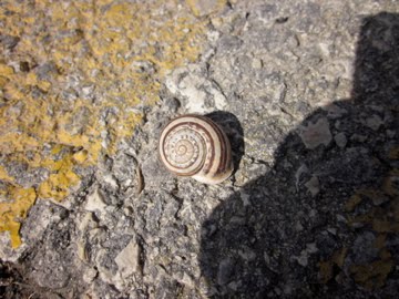 Malta Adventure: Flora and one fauna (faunum?)