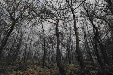 HISTORY IN IMAGES: Pictures Of War, History , WW2: AMAZING! The ...