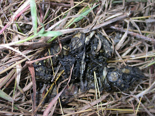 Jungle Pete's Earthbound: Armadillo Poop