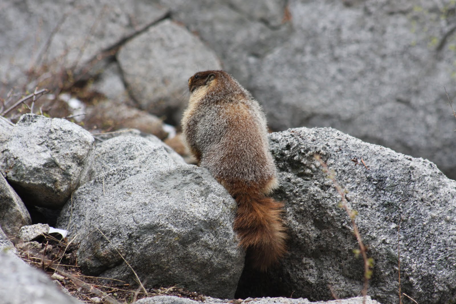 Jungle Pete's Earthbound: Yellow-bellied Varmint