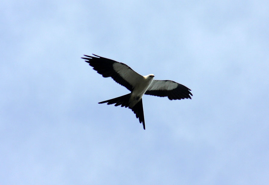 Jungle Pete's Earthbound: Chew Your Food - The Swallow-tailed Kite