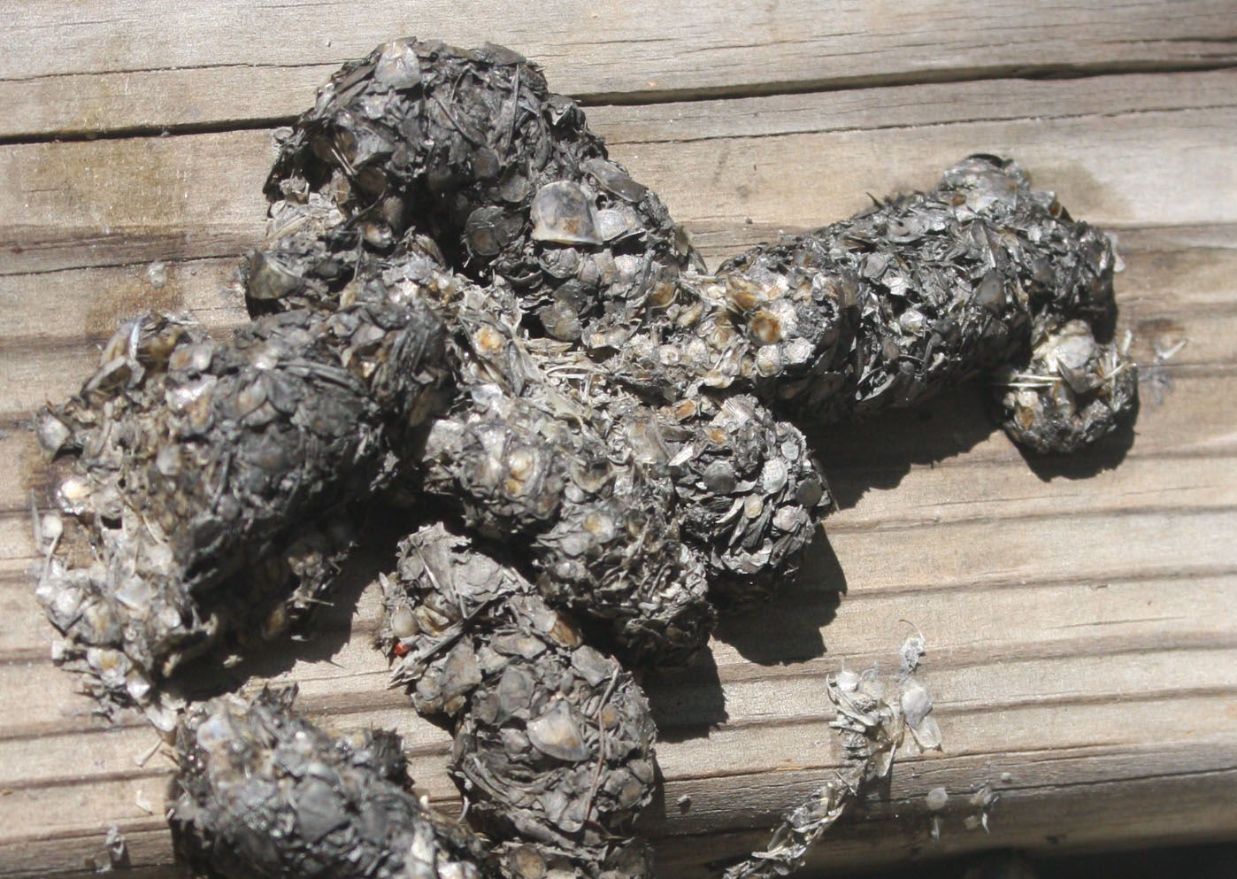 Jungle Pete's Earthbound: 2010 - The Year in Scat