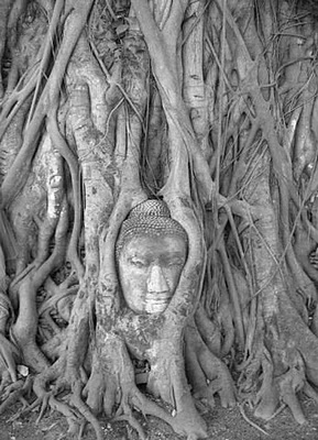 Human Face on Trees ~ Commenting Everything