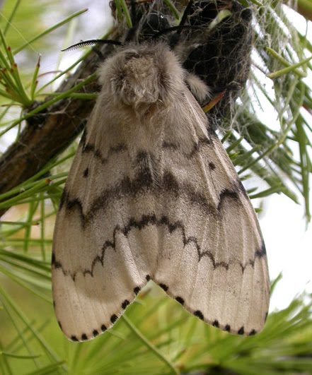 Happy Sass & Bunny Moths: Our friend, the moth.