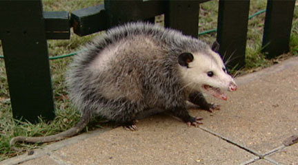 Baboon Pirates: Angry Woman Releases Possum Outside City Hall