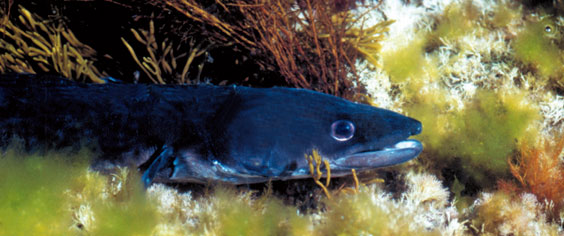 MAS QUE PESCA: La pesca del Congrio