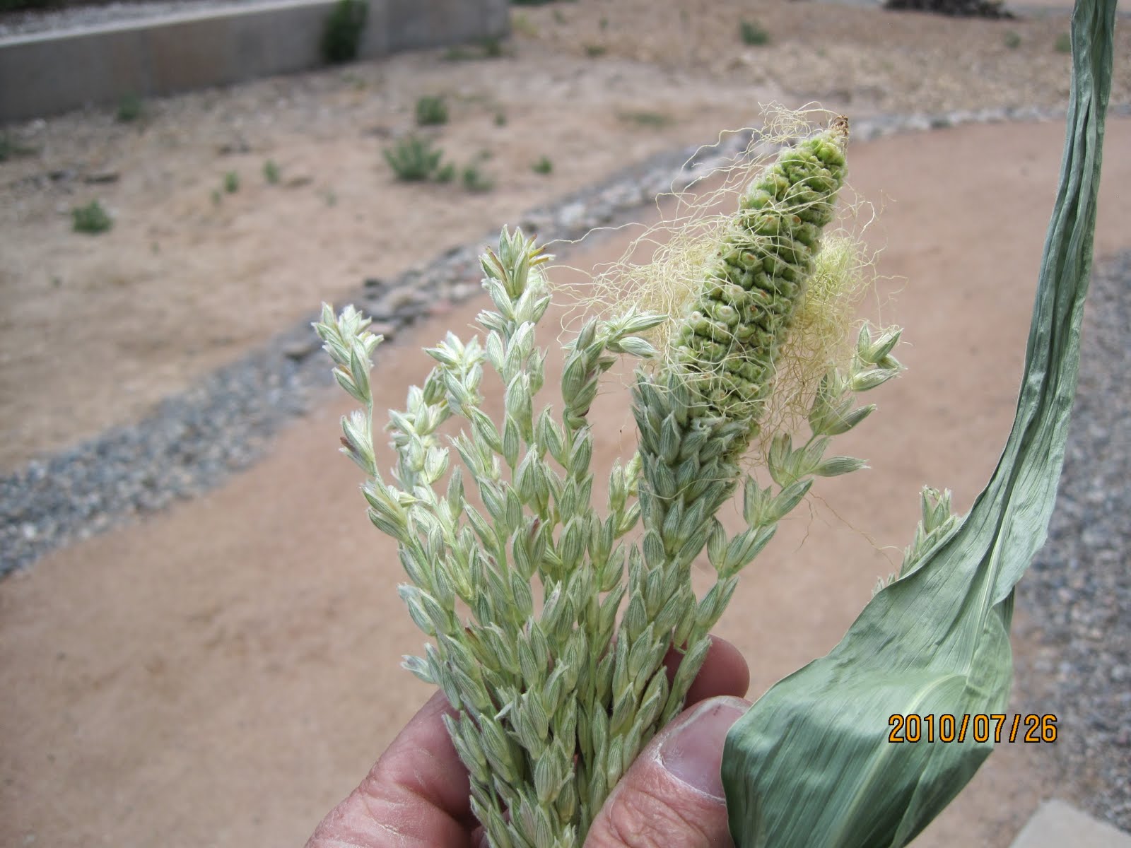 Swift's Gardening Blog - Swift Horticultural Enterprises, LLC: sweet ...