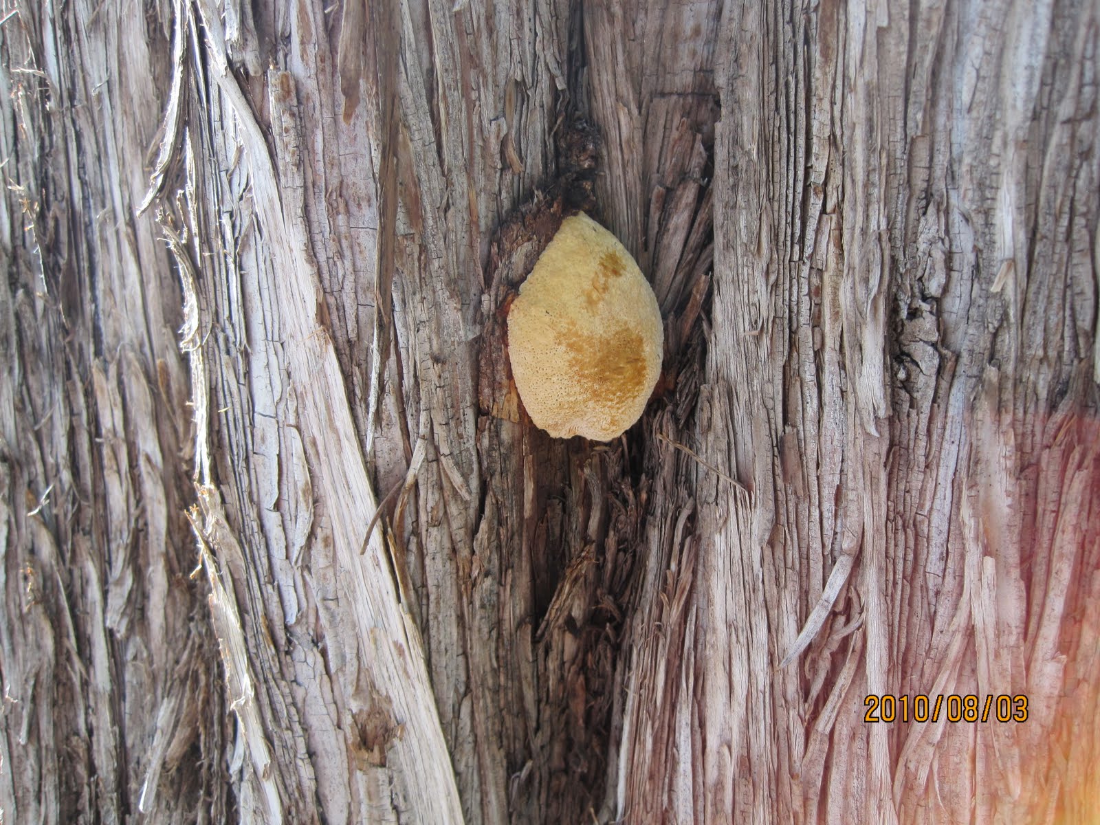 Swift's Gardening Blog - Swift Horticultural Enterprises, LLC: Conks ...