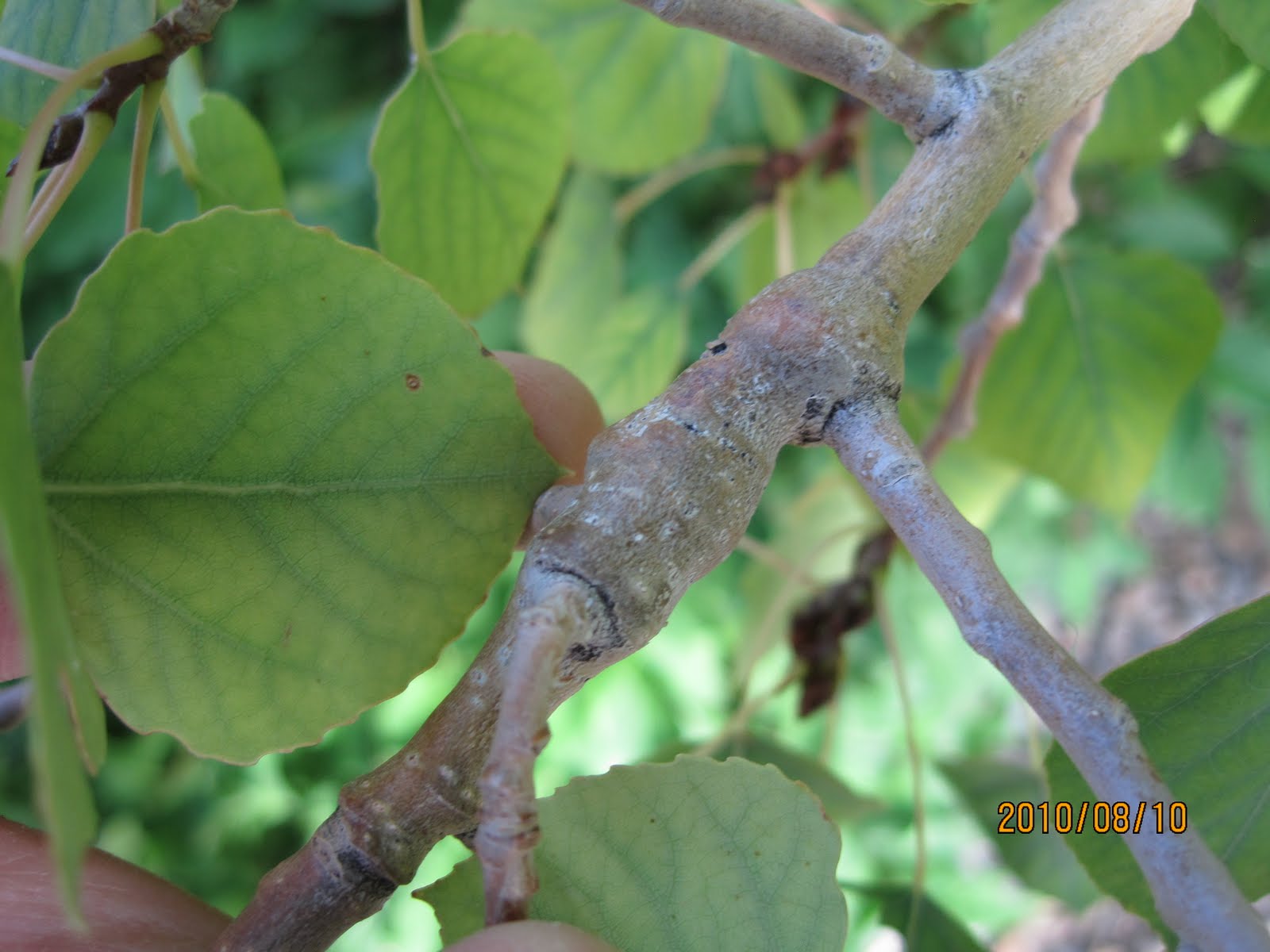 Swift's Gardening Blog - Swift Horticultural Enterprises, LLC: Poplar ...