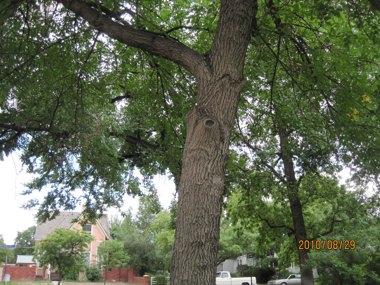 Swift's Gardening Blog - Swift Horticultural Enterprises, LLC: Trees ...