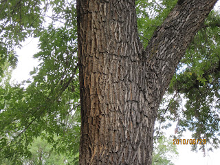 Swift's Gardening Blog - Swift Horticultural Enterprises, LLC: Trees ...