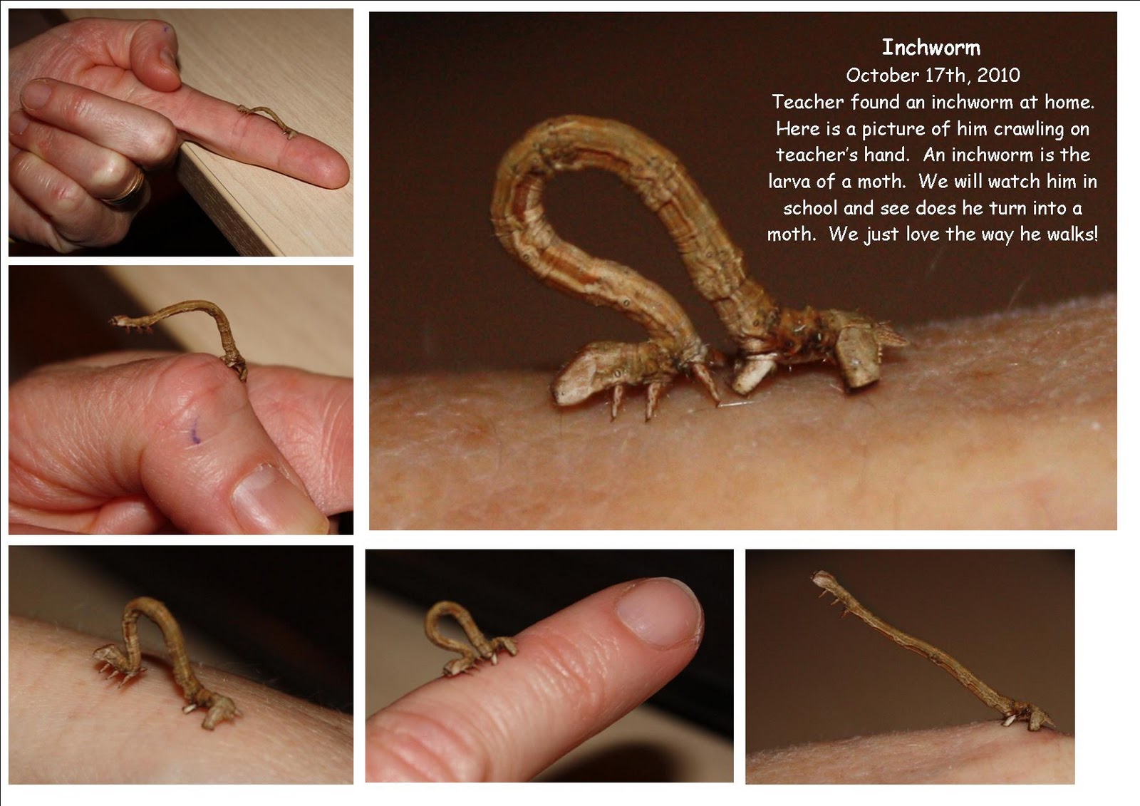 Science Projects: Inchworm: Senior Infants