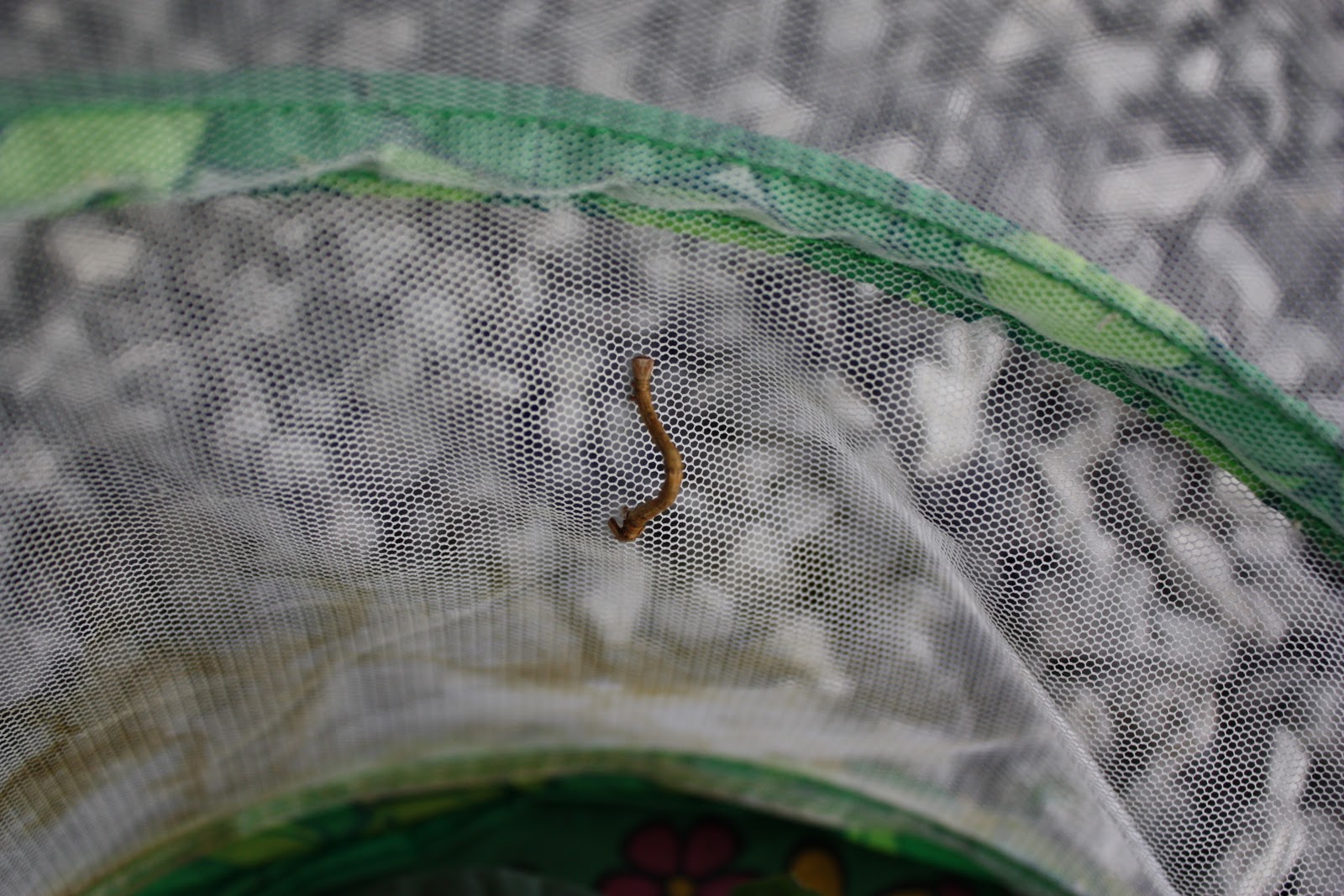 Science Projects: Caterpillar, cocoon and inchworm update, Senior Infants