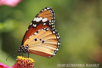 TRAVEL 2 SIKKIM: Butterflies of Sikkim by Lukendra Rasaily
