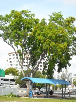 Sarawakiana@2: Angsana trees are blooming!!