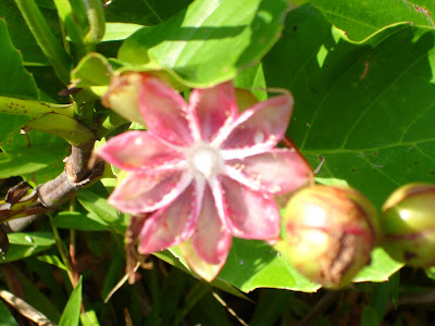 Sarawakiana@2: Simpor - the National Flower of Brunei