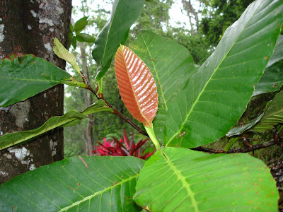 Sarawakiana@2: Simpor - the National Flower of Brunei