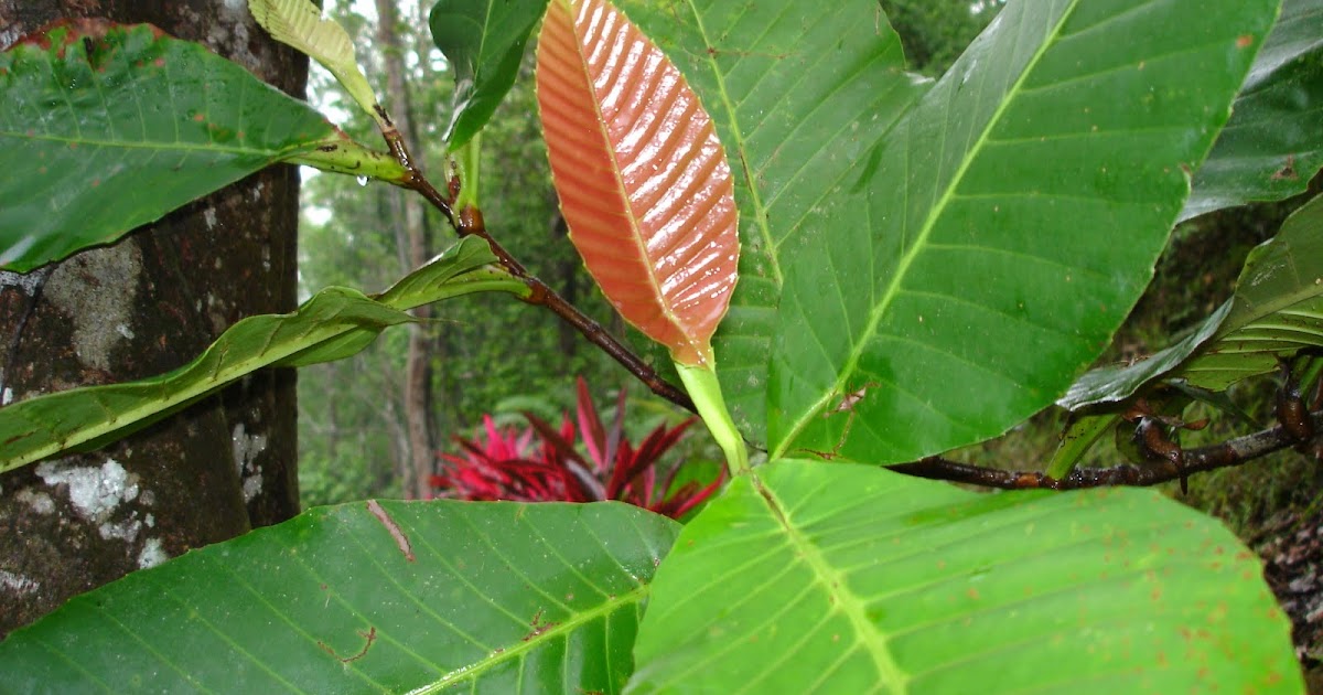 Sarawakiana@2: Simpor - the National Flower of Brunei