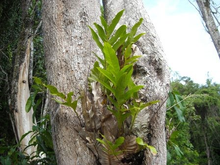Sarawakiana@2: Oak Leaf Ferns - Old Leaves Protecting New Ones