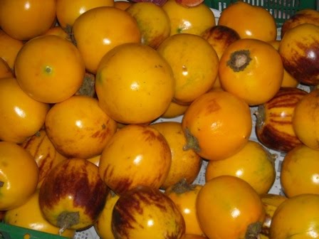 Terung Dayak Sarawak | teruktizen