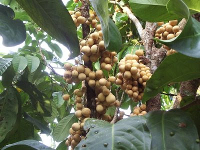 Sarawakiana@2: Duku Langsat