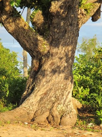 Sarawakiana@2: Panaga Tree in Hawaii Beach 红 厚 壳 (别 名 胡 桐)