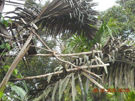 Sarawakiana@2: The Alcoholic Drink from Ijok Palm of Borneo