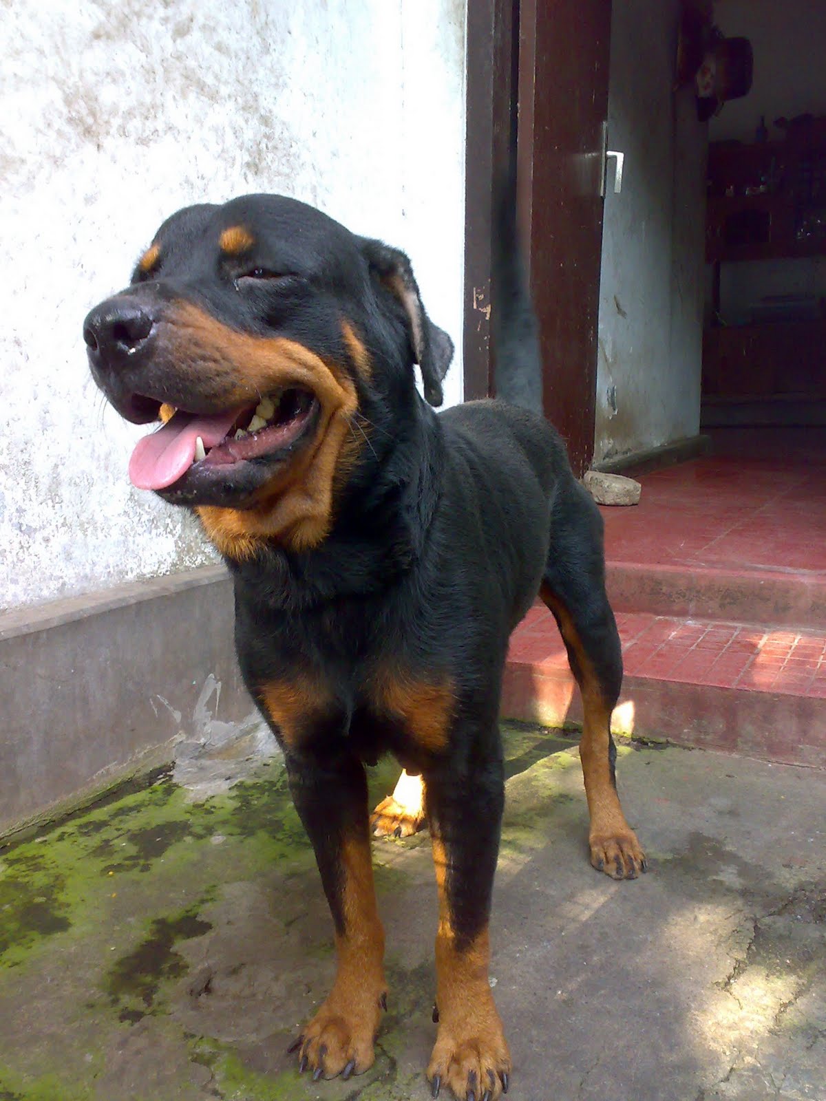 WIJAYA SAKTI KENNEL: Rottweiler