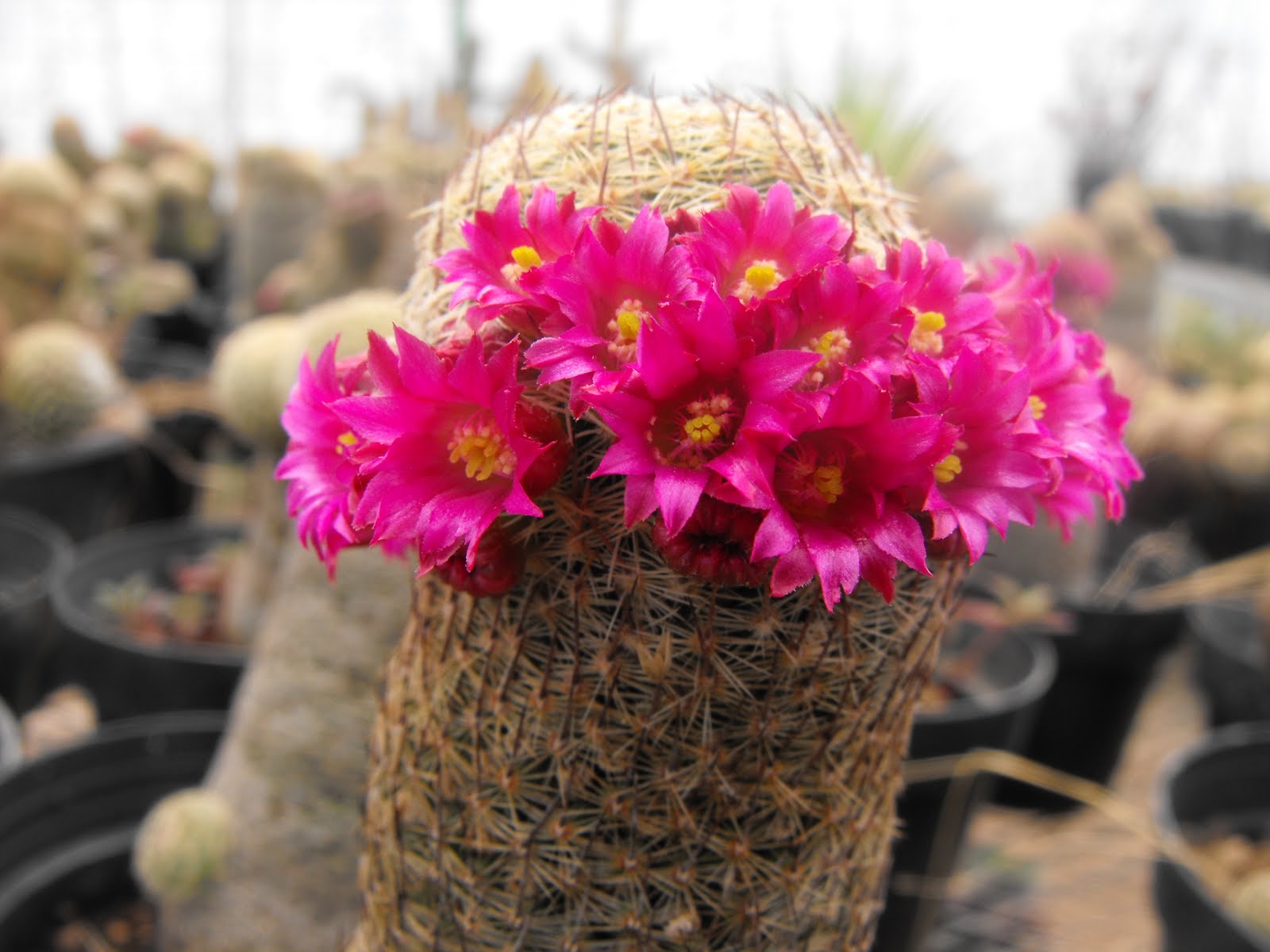 Cactáceas de México: Cactáceas