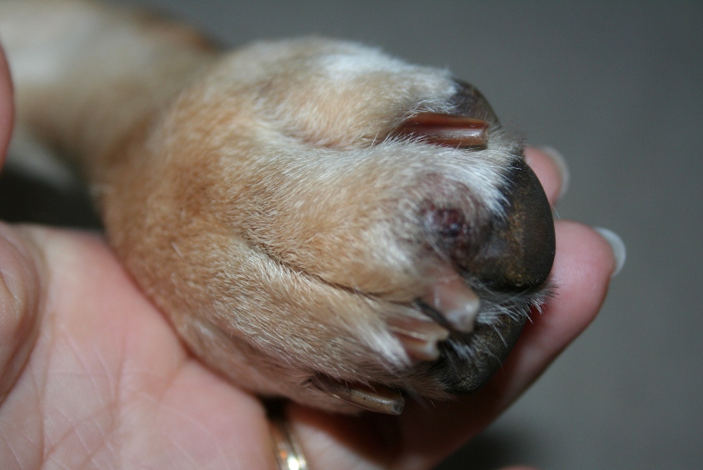 Ours for a Year: Tuesday Topics #25 - Poor Paw Problems