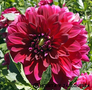 Oñati/Ruper.: PLANTAS-Dalia