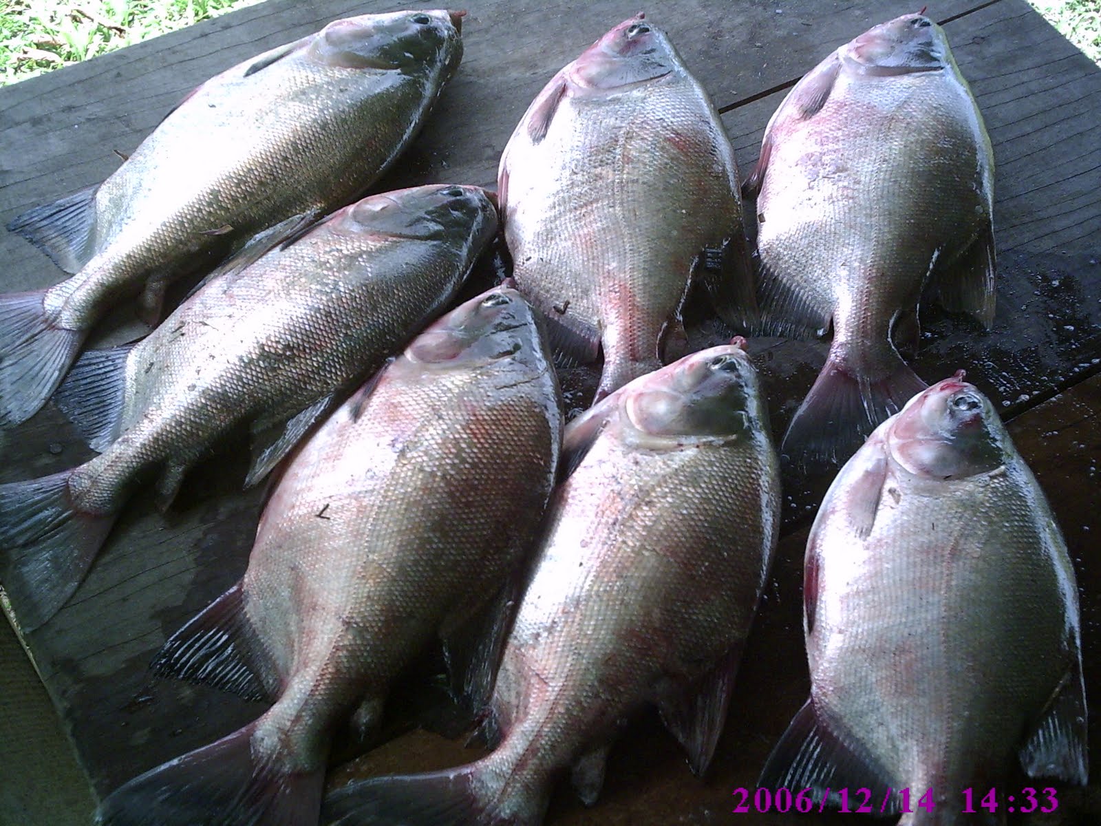 Fundo Sarita Piscigranjas Iquitos - Peru: Gamitanas (Colossoma macropomun)