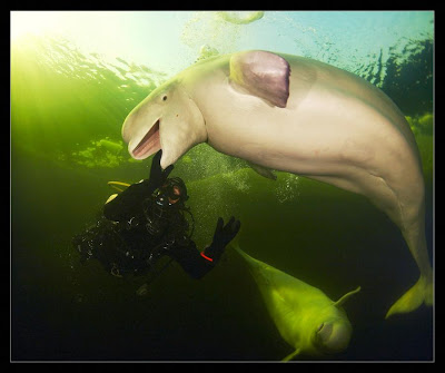 Somethin Ordinary: Cool Underwater Photography