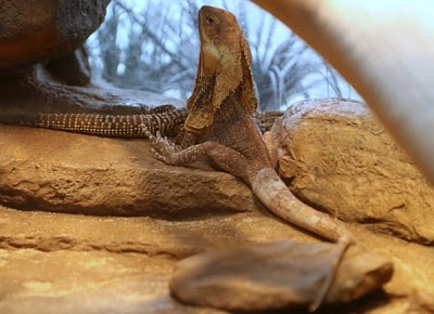 Somethin Wonderful: Amazing and Strange Dragon Lizard Menaces Photographers