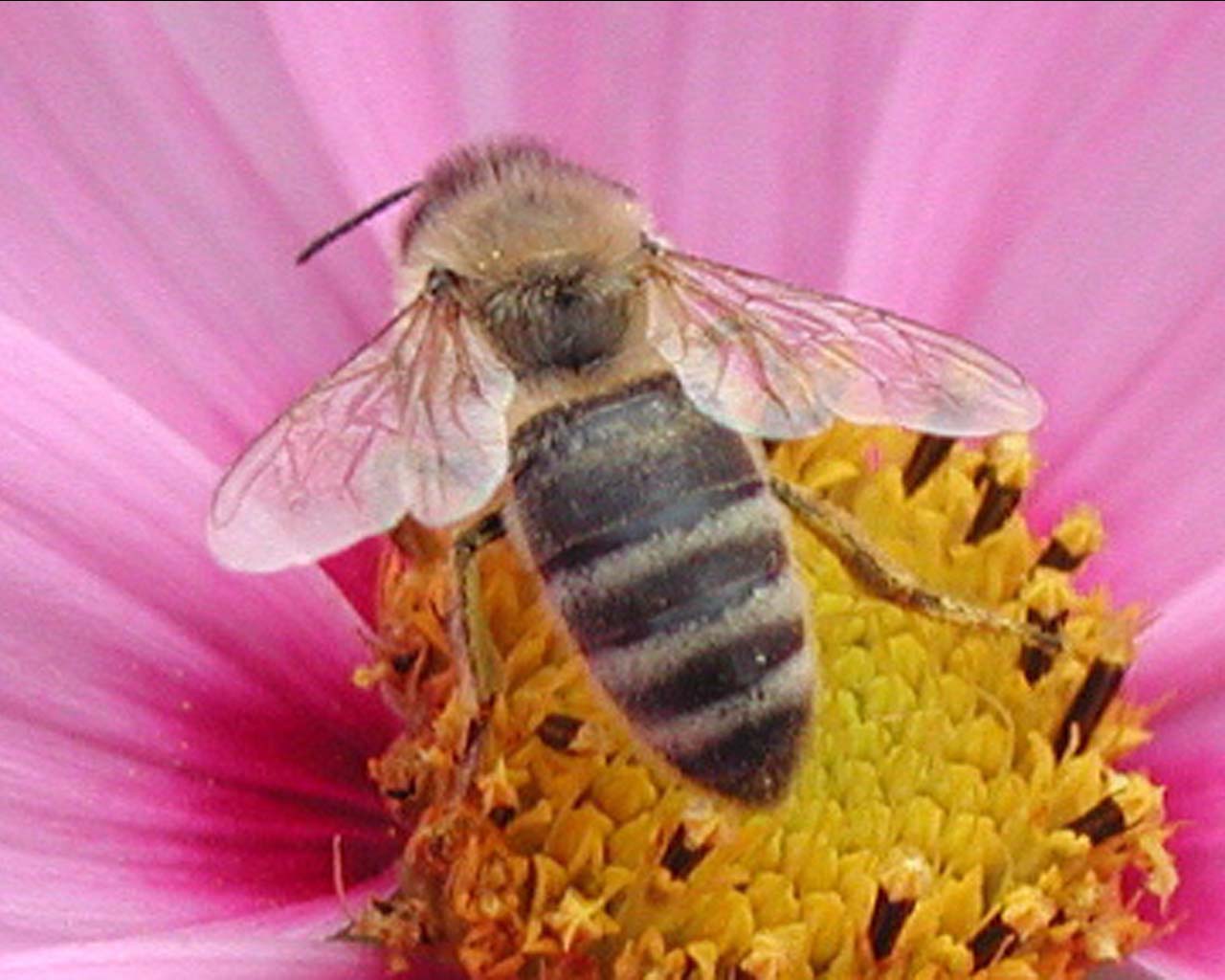 abeille (image)