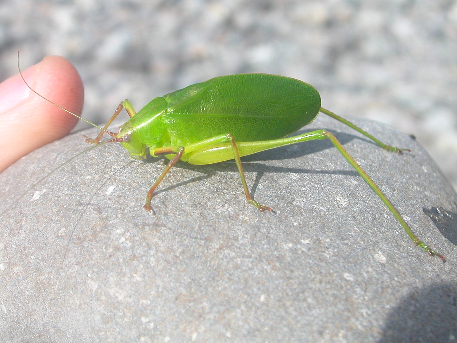 Patagonia: Bicho Hoja, Bahía Mala. Chile