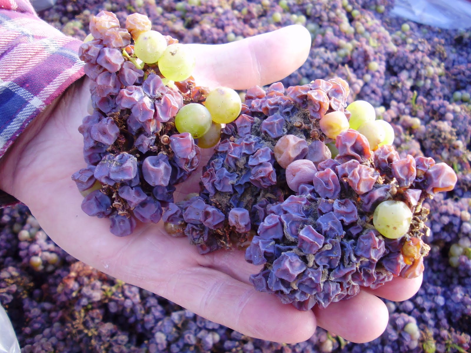 John Schreiner on wine: Wild Goose and friends make rare TBA wines in 2010