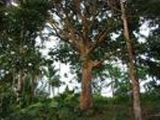 UP Ibalon Bicol: The Pili Nut: Bicol's Pride