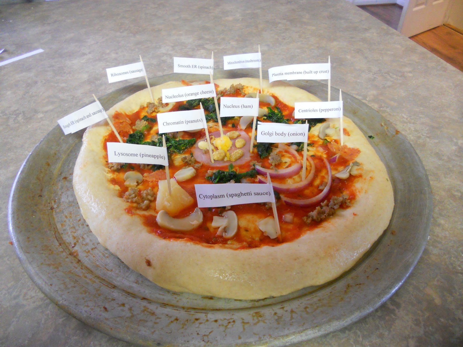 Pizza Animal Cell Model