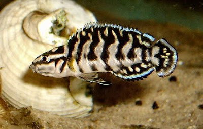 Xtreme Aquaristika......još samo jedan akvarijum...: Julidochromi ...