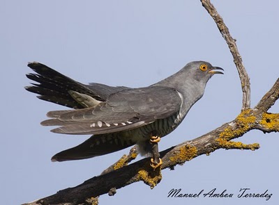 MISCELANEA de MANOLO AMBOU : CUCO (Cuculus canorus)