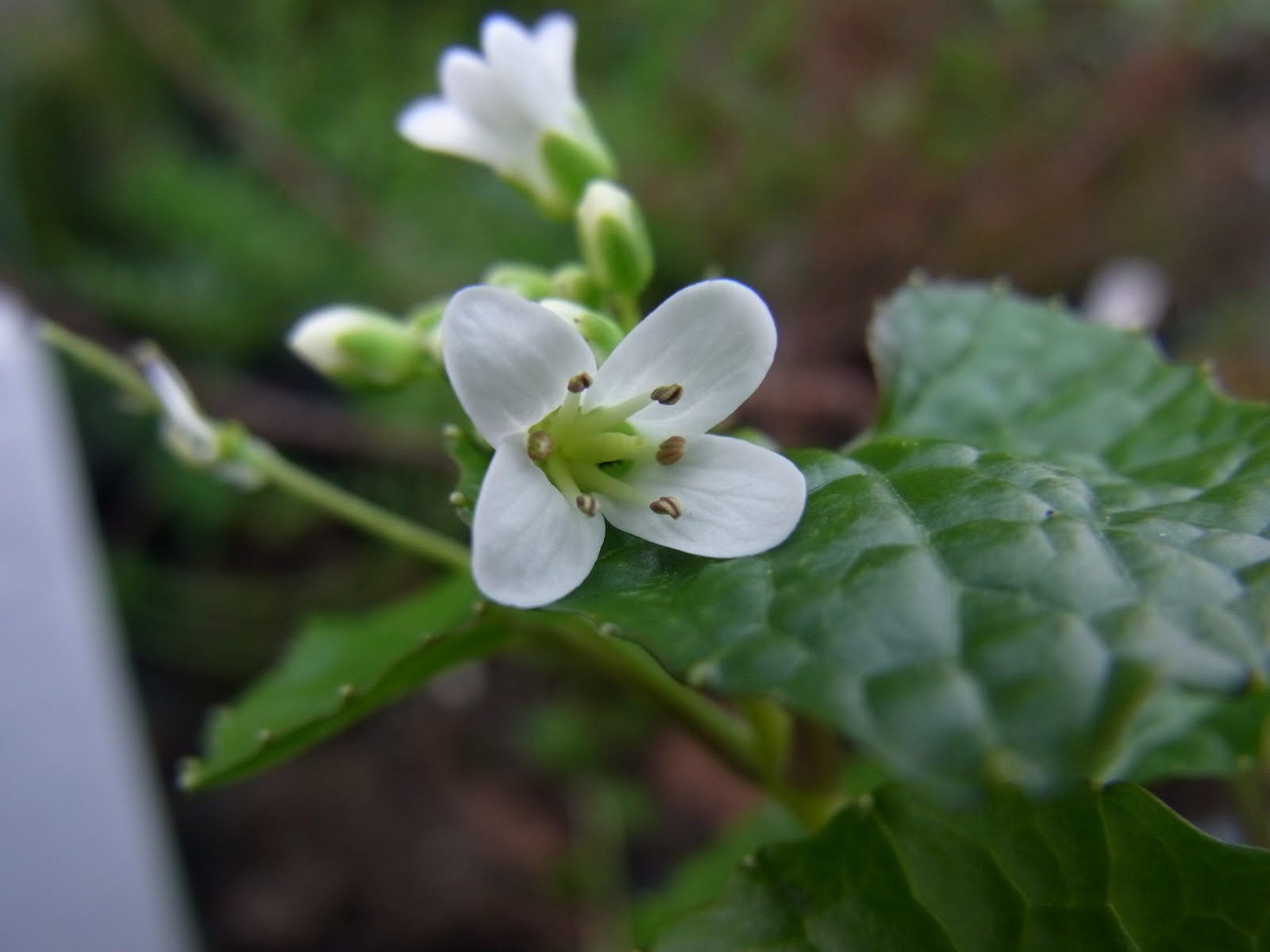 Provenance Growers: Wasabi!!