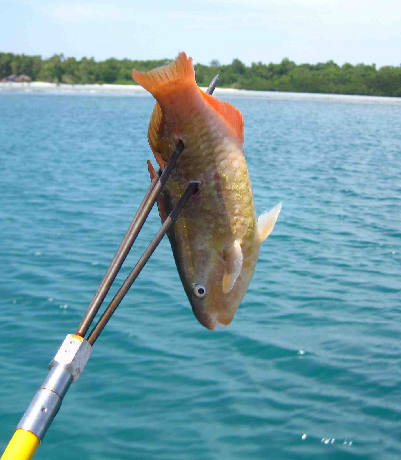 Indo Brindo: My first fish!