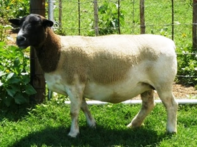 PB Agro Farm.Importers, Meat Producers, Boer Goat Breeder And Resources ...