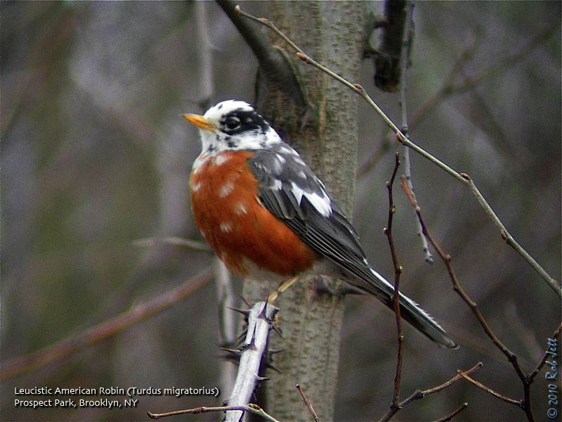 The City Birder: Leucistic Robin