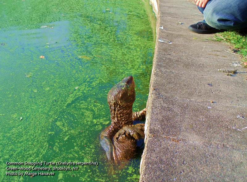 The City Birder: Green-Wood's Godzilla