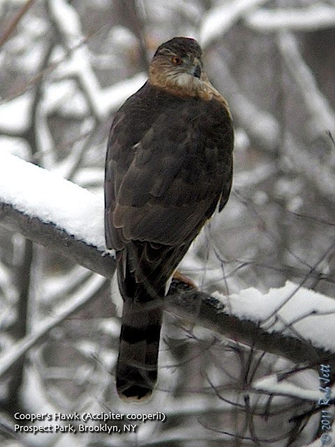 The City Birder: Hawk Feeders