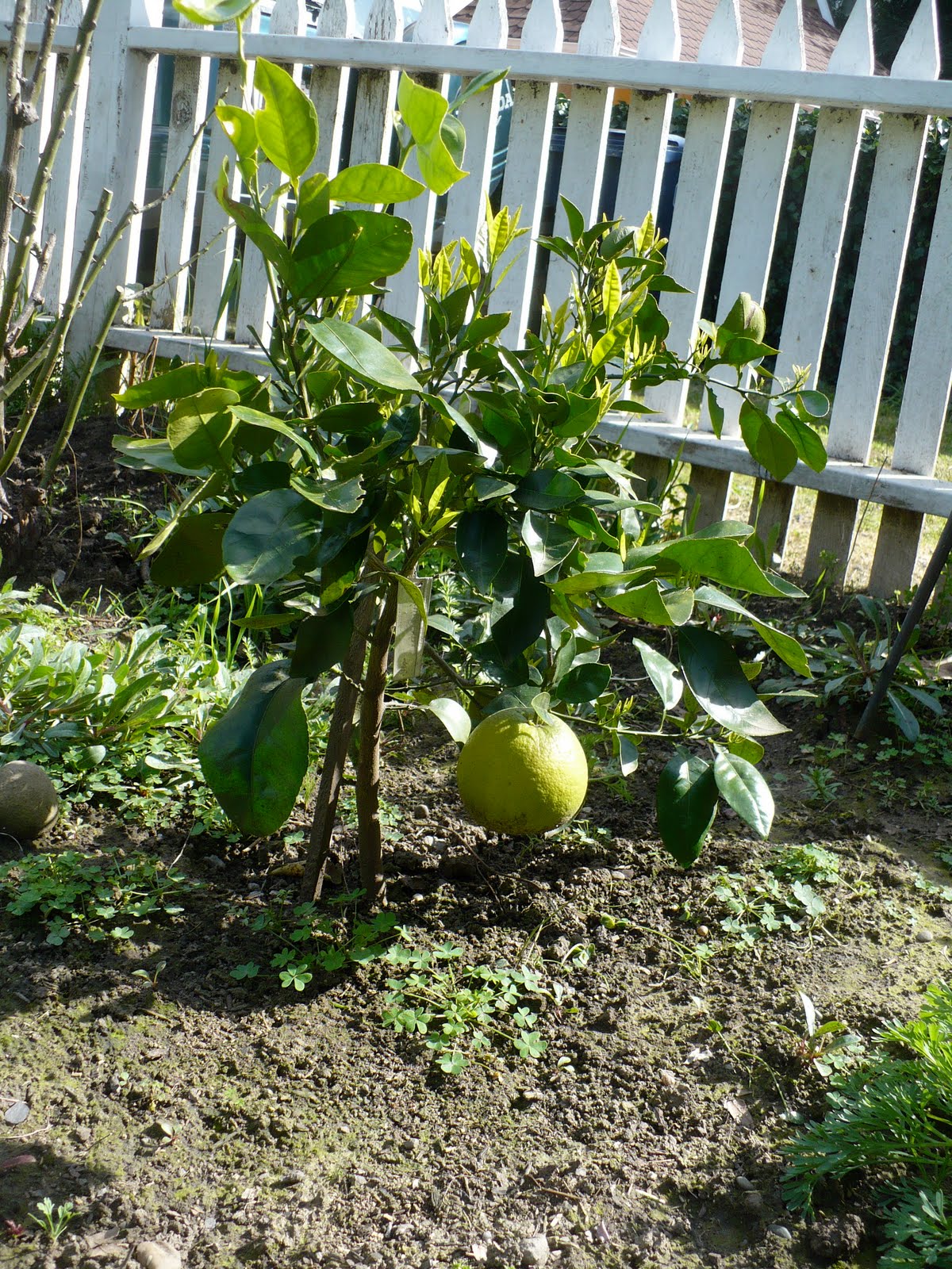 chickensinthegarden: Our Little Grapefruit Tree