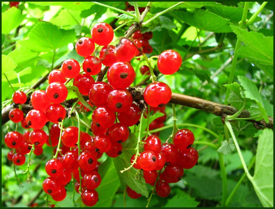 CERGIPONTIN: Les groseilles *** Redcurrant